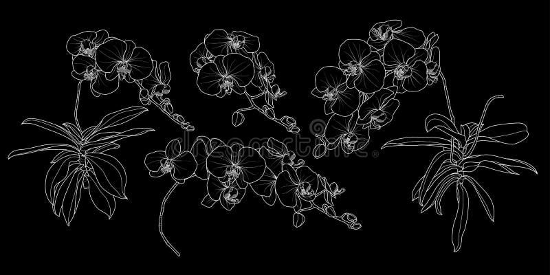 Set Of Isolated Orchid Branch In 4 Styles Set 3 Stock Vector