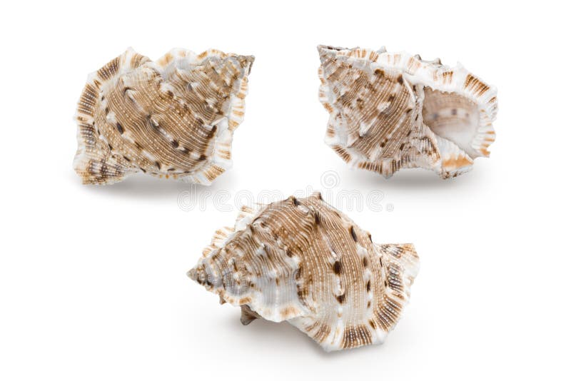 Seashell Different Angles Stock Photos - Free & Royalty-Free Stock ...