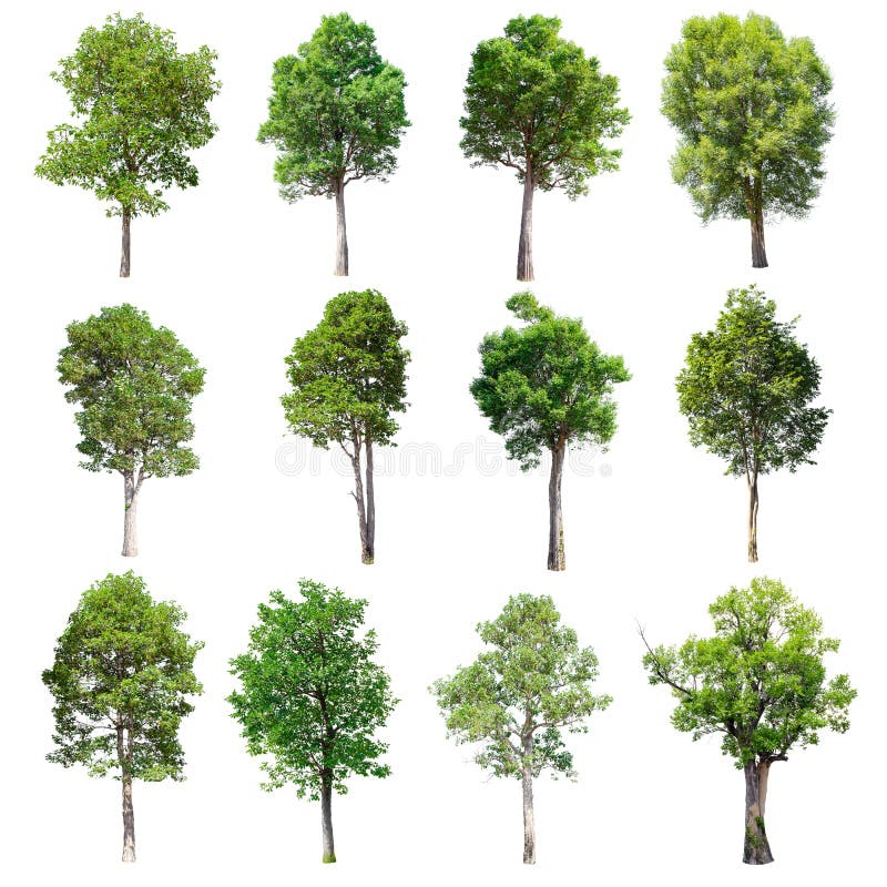 Set of Isolated Trees on White Background. Stock Photo - Image of ...