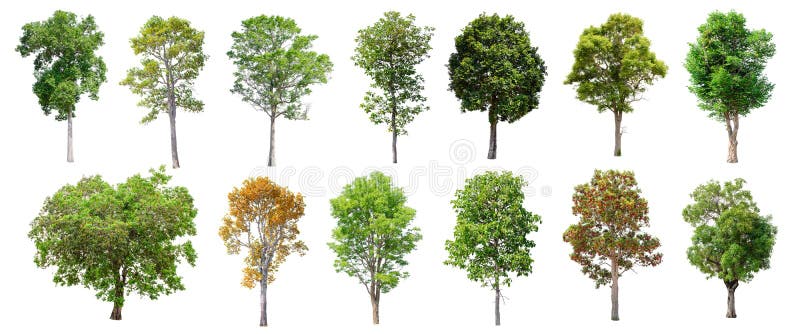 Set of Isolated Trees on White Background. Stock Image - Image of ...