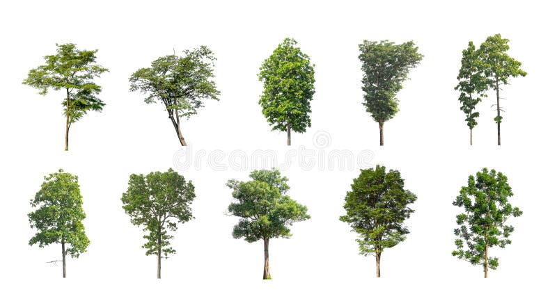 Set of Isolated Trees on White Background , the Collection of Trees ...