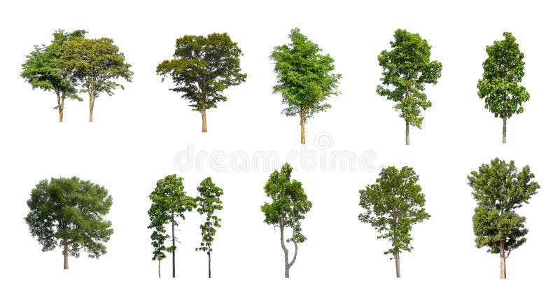 Set of Isolated Trees on White Background , the Collection of Trees ...