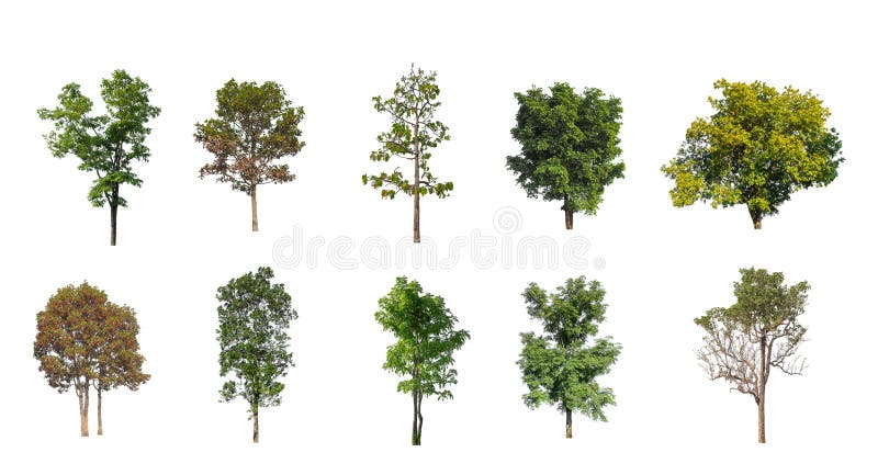 Set of Isolated Trees on White Background , the Collection of Trees ...