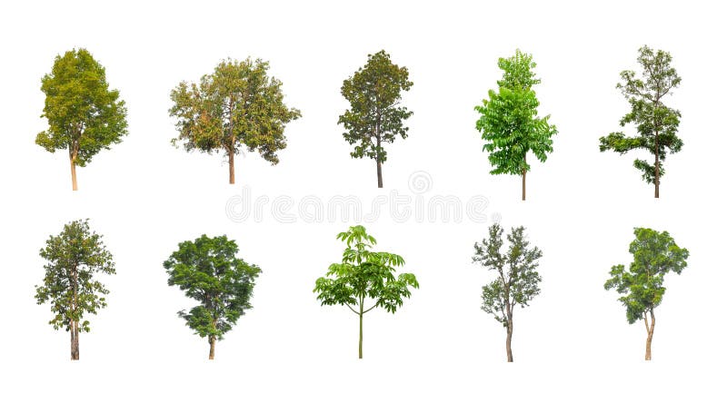 Set of Isolated Trees on White Background , the Collection of Trees ...