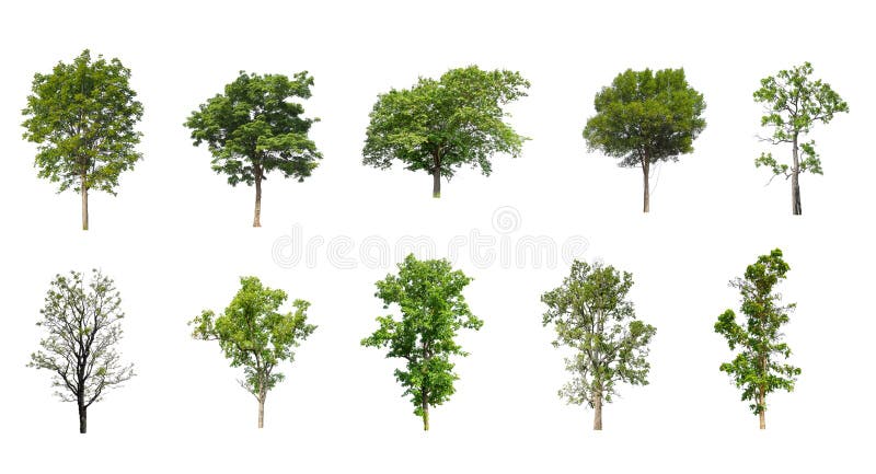 Set of Isolated Trees on White Background , the Collection of Trees ...