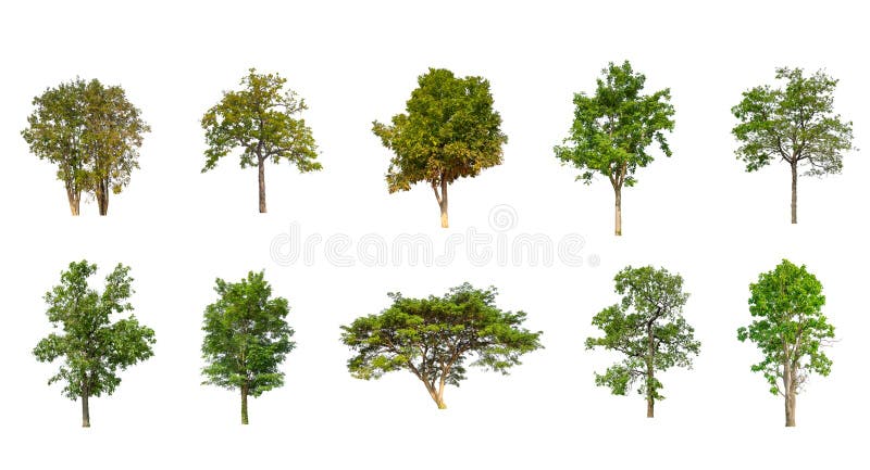Set of Isolated Trees on White Background , the Collection of Trees ...