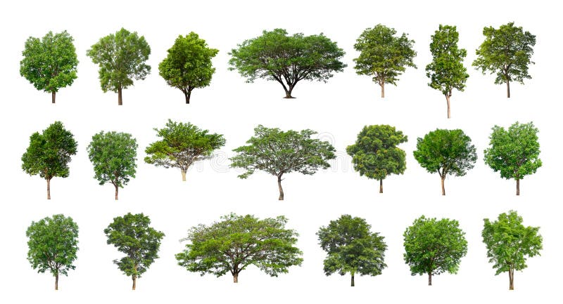 Set of Isolated Trees on a White Background , the Collection of Trees ...
