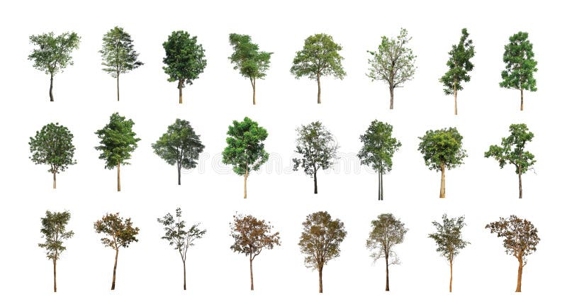 Set of Isolated Trees on a White Background , the Collection of Trees ...