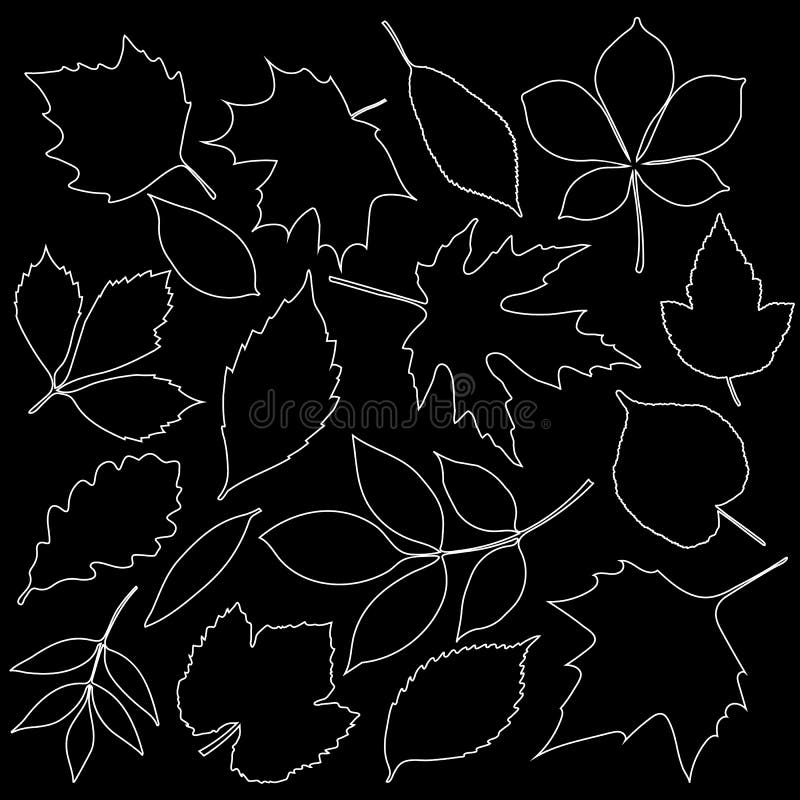 Set of Isolated White Autumn Leaves Stock Illustration - Illustration ...