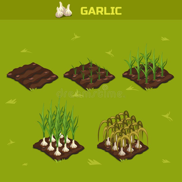 Stage Garlic Stock Illustrations – 289 Stage Garlic Stock Illustrations ...