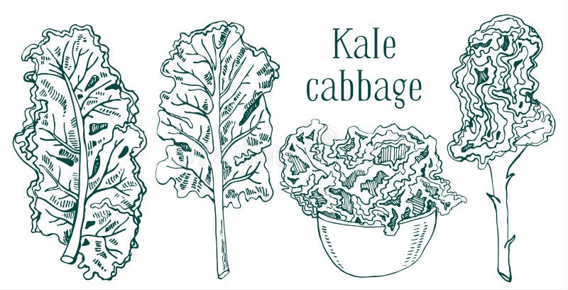Kale Line Art Stock Illustrations – 239 Kale Line Art Stock ...