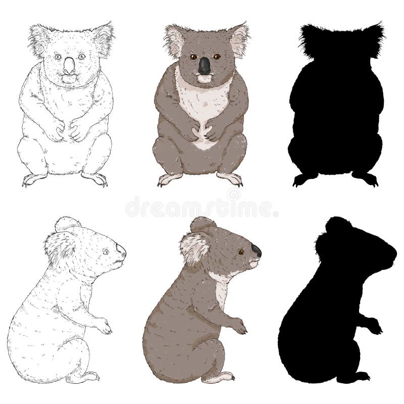 Set of Koala Vector Illustrations in Different Styles Stock Vector ...