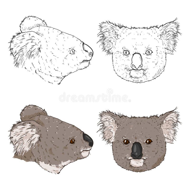 Set of Koalas Head Illustrations. Side and Front Views Stock Vector ...