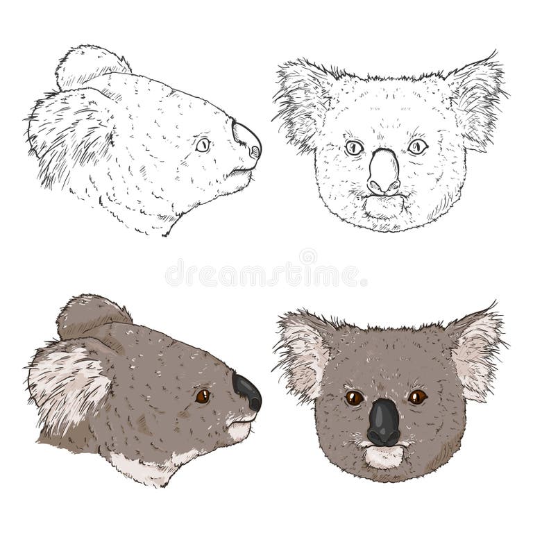 Set of Koalas Head Illustrations. Side and Front Views Stock Vector ...