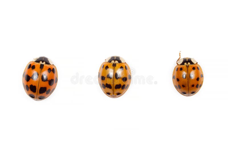 A Set of Ladybugs in Isolation on a White Background. Stock Image ...