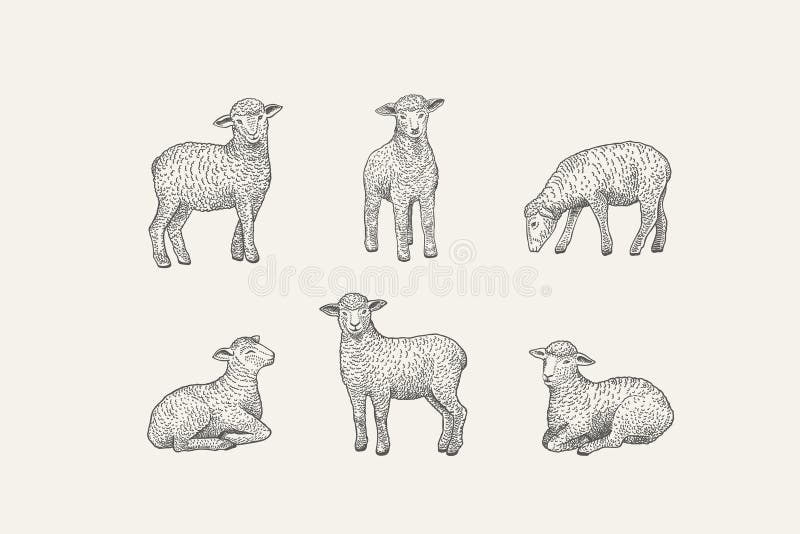 Set with Lamb. Vintage Illustration. Black and White Stock Vector ...