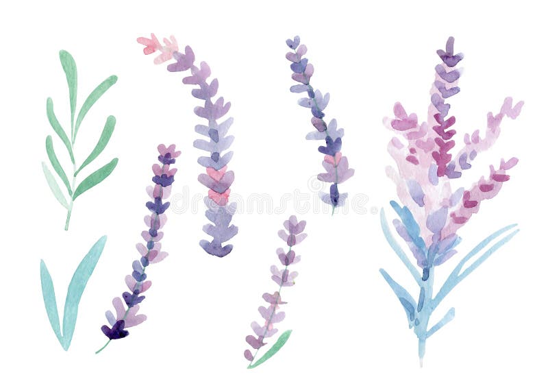 Set of Lavender Flowers Elements. Botanical Illustration. Collection of ...