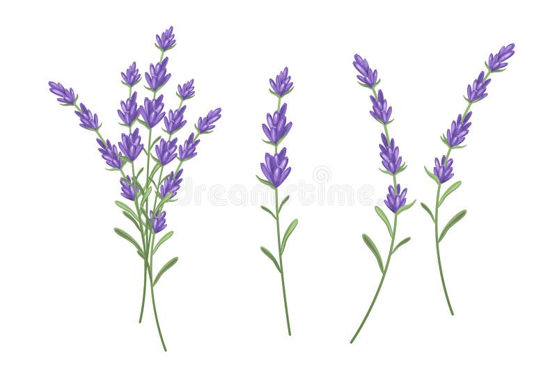 A set of lavender sprigs. stock vector. Illustration of flower - 270162580