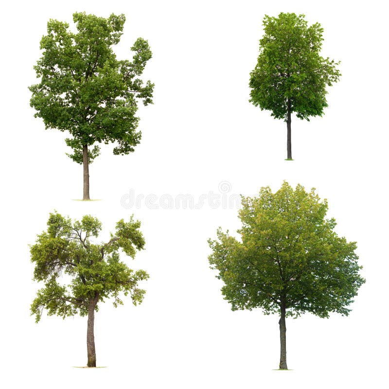 Isolated trees stock photo. Image of detail, white, tree - 29085166