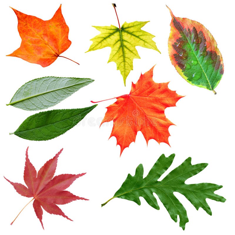 Set of Leaves stock image. Image of maple, collage, isoalted - 6180509