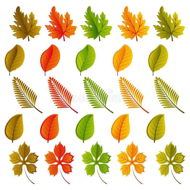 Set of leaves stock vector. Illustration of leaf, collection - 9176230
