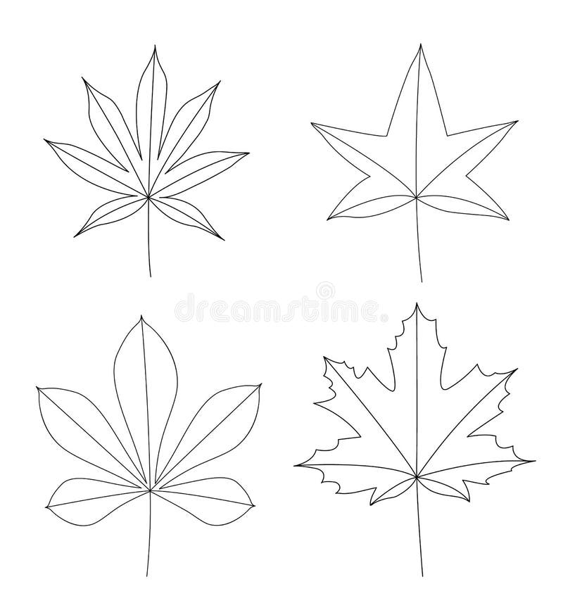 Sweet Gum Tree Leaf. Liquidambar Styraciflua. Stock Vector ...