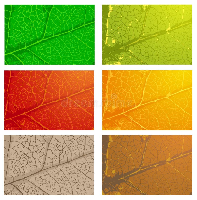 Set of leaves stock vector. Illustration of green, nature - 53853029