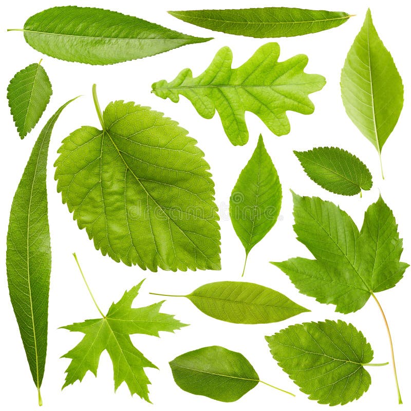 Set of Leaves stock photo. Image of green, object, herb - 66793520