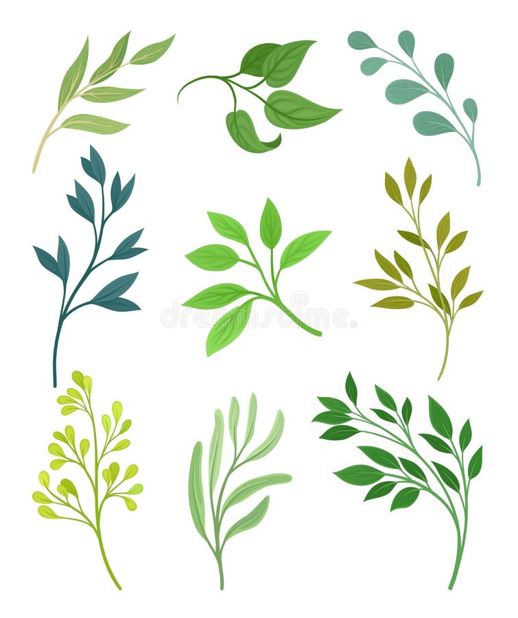 Set of Leaves on the Stems. Vector Illustration on White Background ...