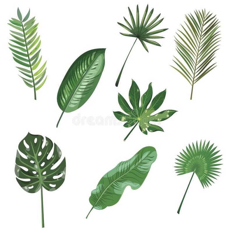 Set of Leaves of Tropical Plants. Collection of Exotic Leaves. Colored ...