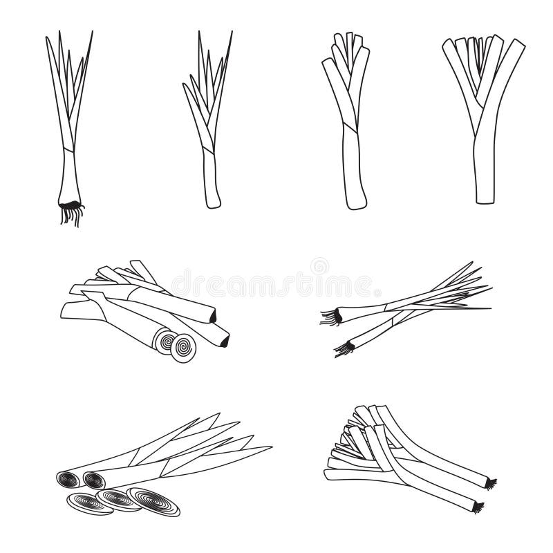 Leek Outline Vector Icon. Thin Line Black Leek Icon, Flat Vector Simple ...