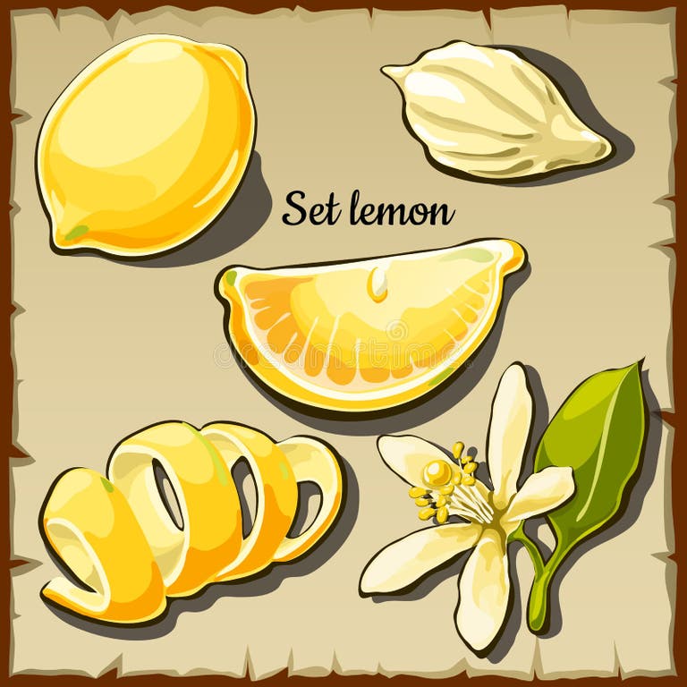 Set of Lemon, Fruit Drawn from Different Angles Stock Vector ...