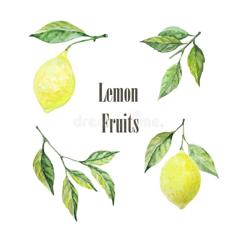Set of Lemon Fruit Illustrations. Two Lemons and Two Branches of Leaves ...