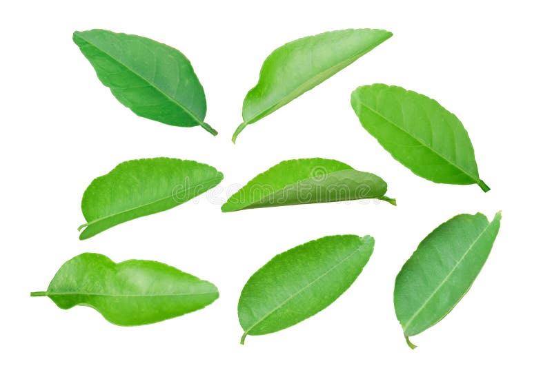 Lemon Leaf Isolated on White Background Stock Image - Image of bright ...