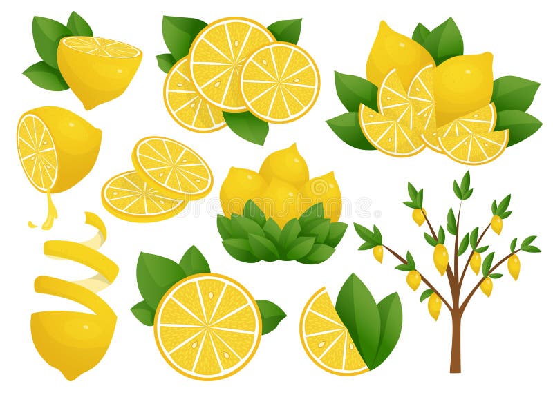 Set of Lemon Slice. Vector Illustration on White Background. Lemon Tree ...