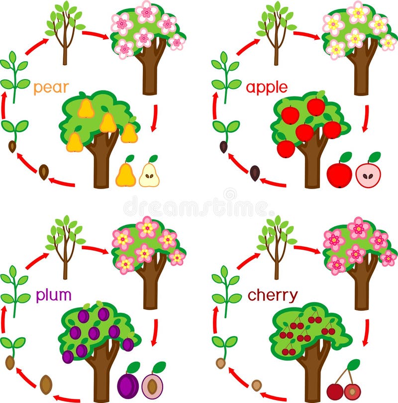 Cartoon Apple Tree Sprout Stock Illustrations – 174 Cartoon Apple Tree ...