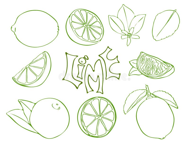 Set of Lime Vector Symbols in Sketch Style Stock Vector - Illustration ...