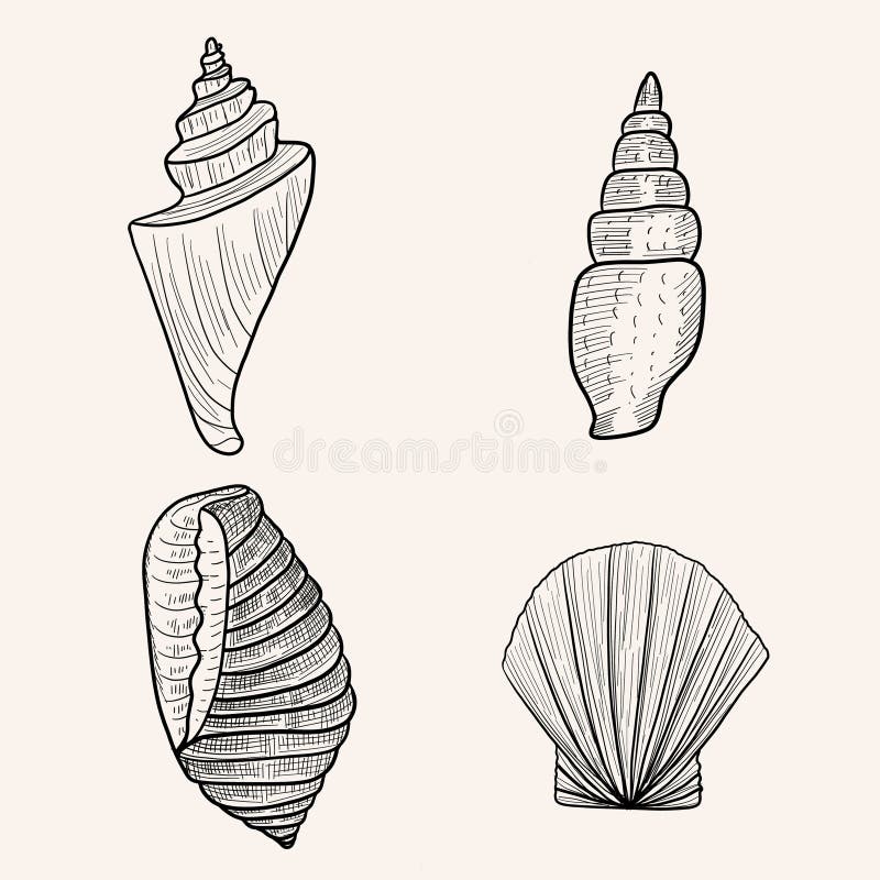 Set of Line Art Seashells, Sketch Style, Hand Drawing Stock ...