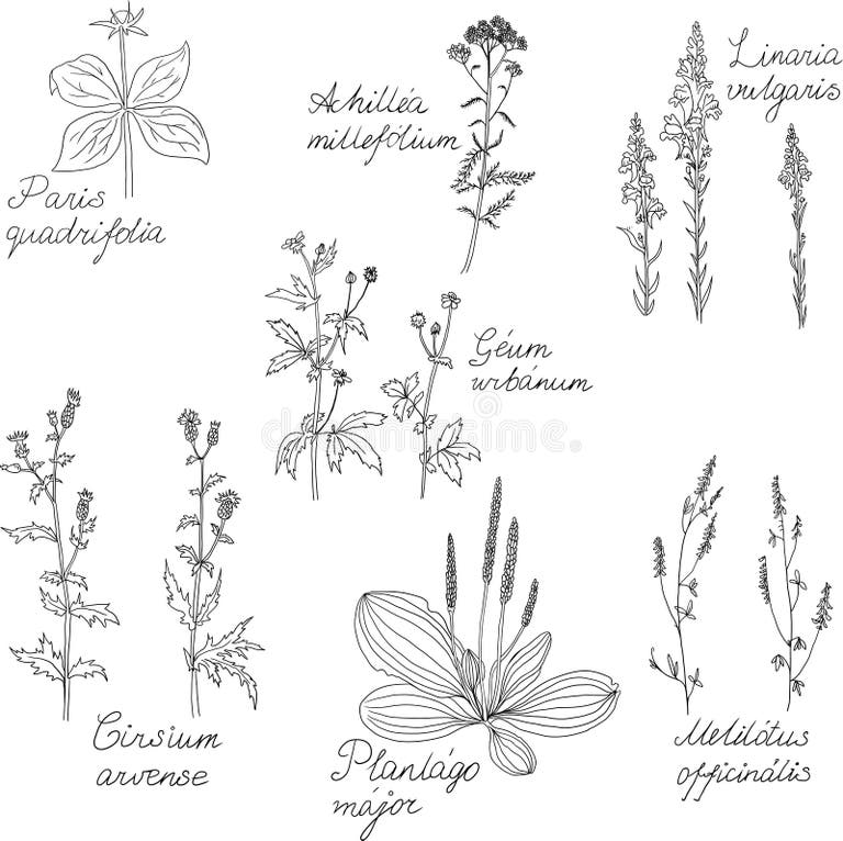 Drawing Herbs Stock Illustrations – 57,593 Drawing Herbs Stock ...