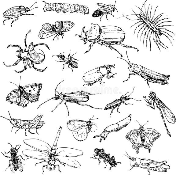 Set of Line Drawing Insects Stock Vector - Illustration of outline ...