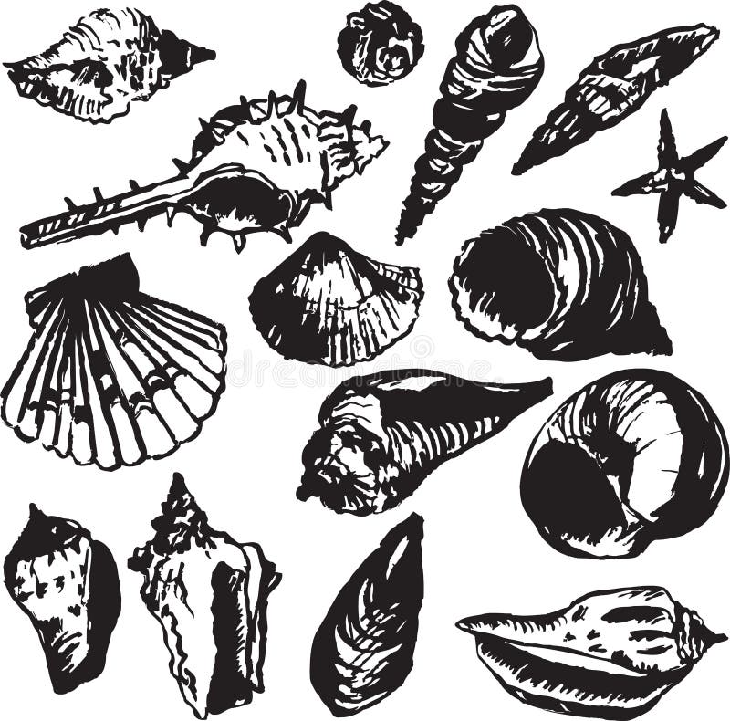 Sea Shell Pencil Drawing Stock Illustrations – 781 Sea Shell Pencil ...
