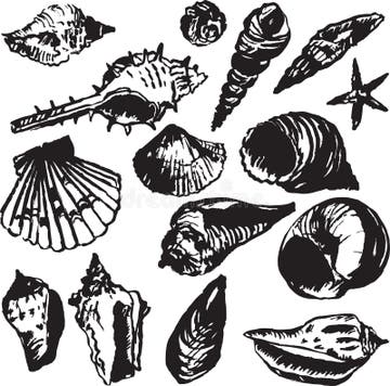 Set of line drawing shells stock vector. Illustration of isolated ...