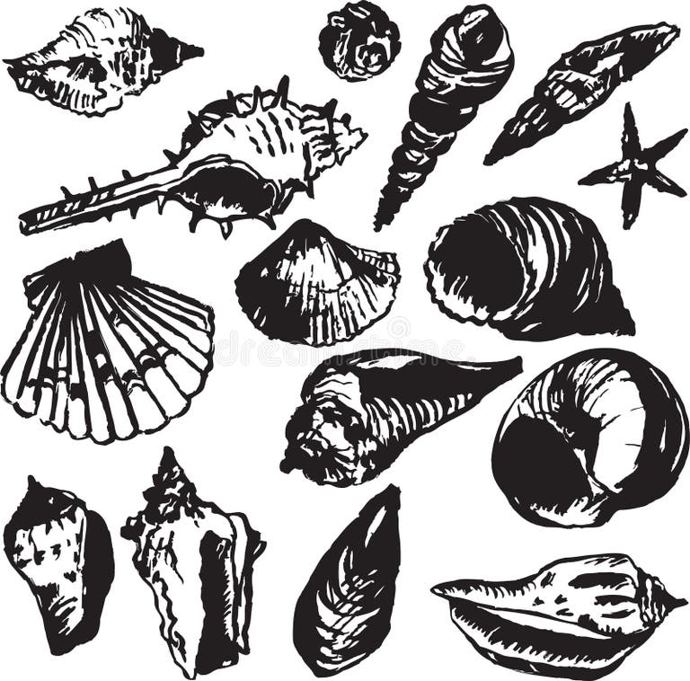 Seashell Line Drawing Stock Illustrations – 8,808 Seashell Line Drawing ...