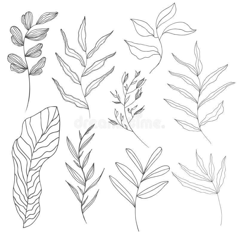 A Set of Linear Hand-drawn Flowers and Leaves on an Isolated White ...