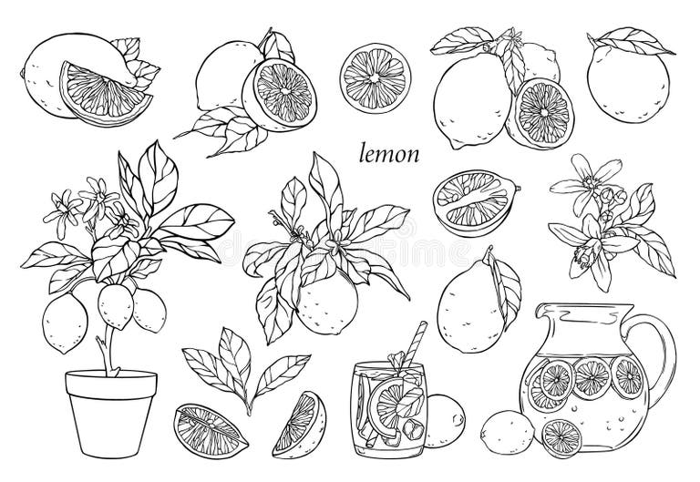 Set of Linear Illustrations with Lemons, Lemonade, Lemon Tree. Stock ...