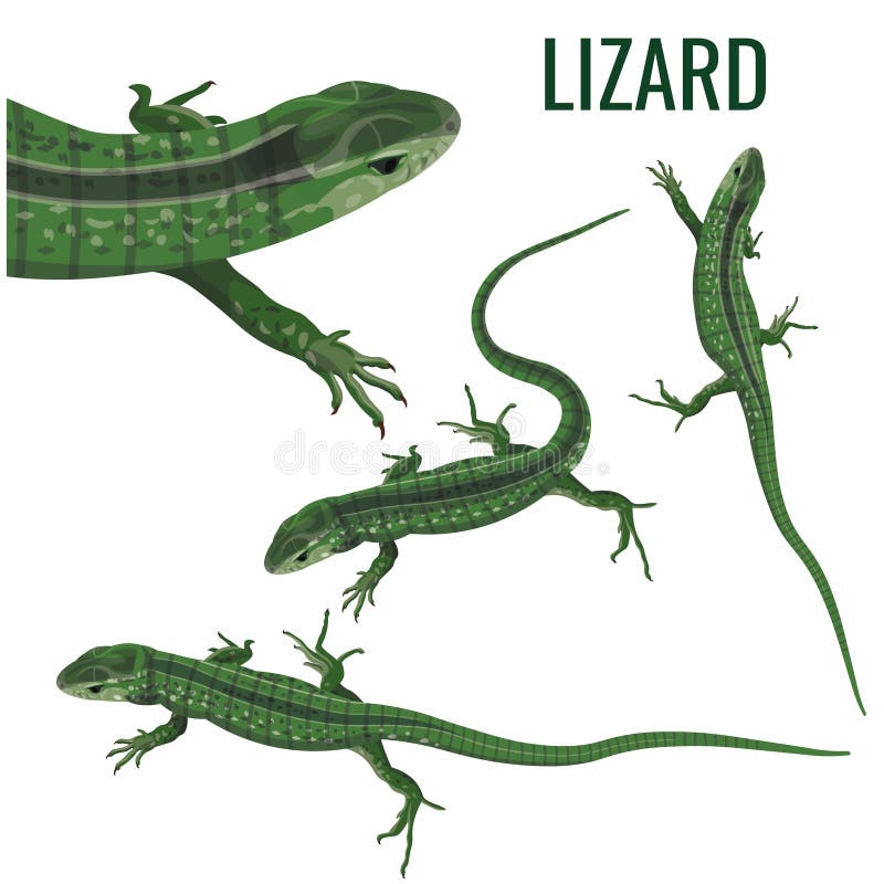 Lizards Face Stock Illustrations – 1,068 Lizards Face Stock ...