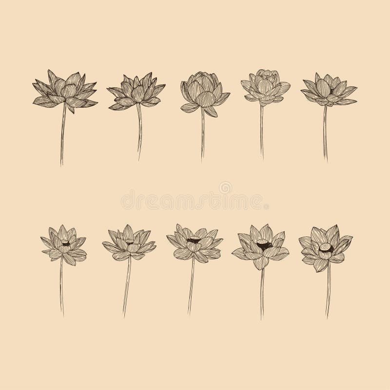 Set Lotus Flower Collection Vector Illustration with Line Art Stock ...