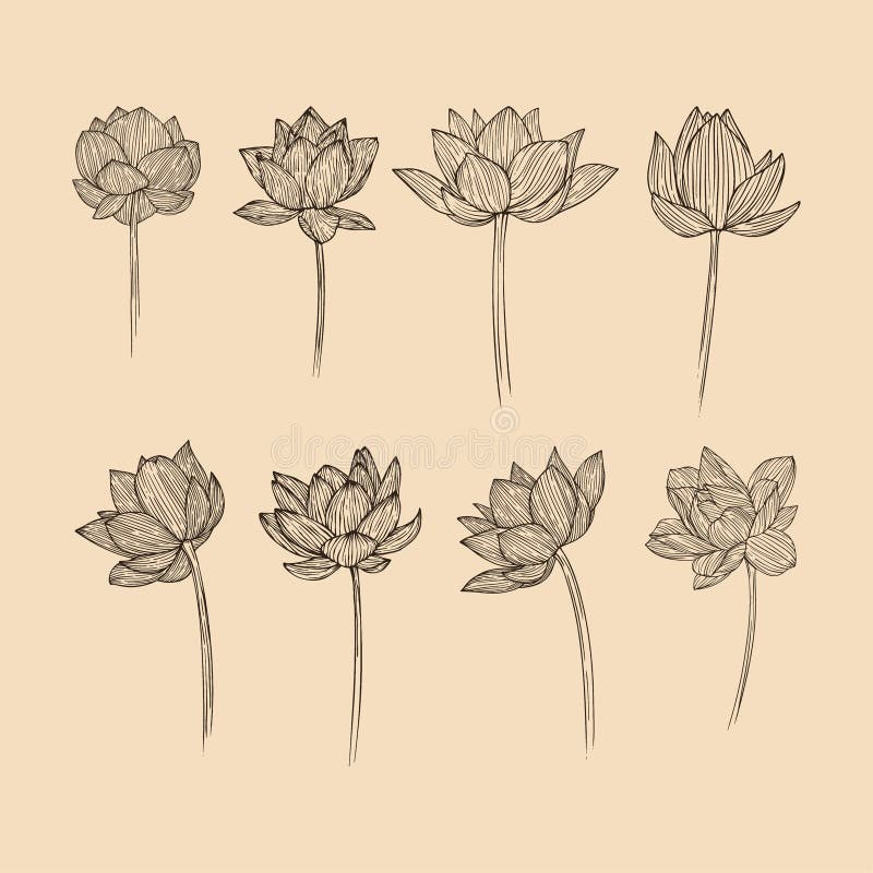 Set Lotus Flower Collection Vector Illustration with Line Art Stock ...