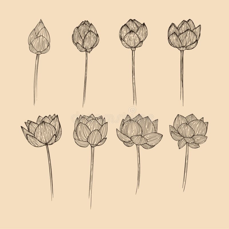Set Lotus Flower Collection Vector Illustration with Line Art Stock ...