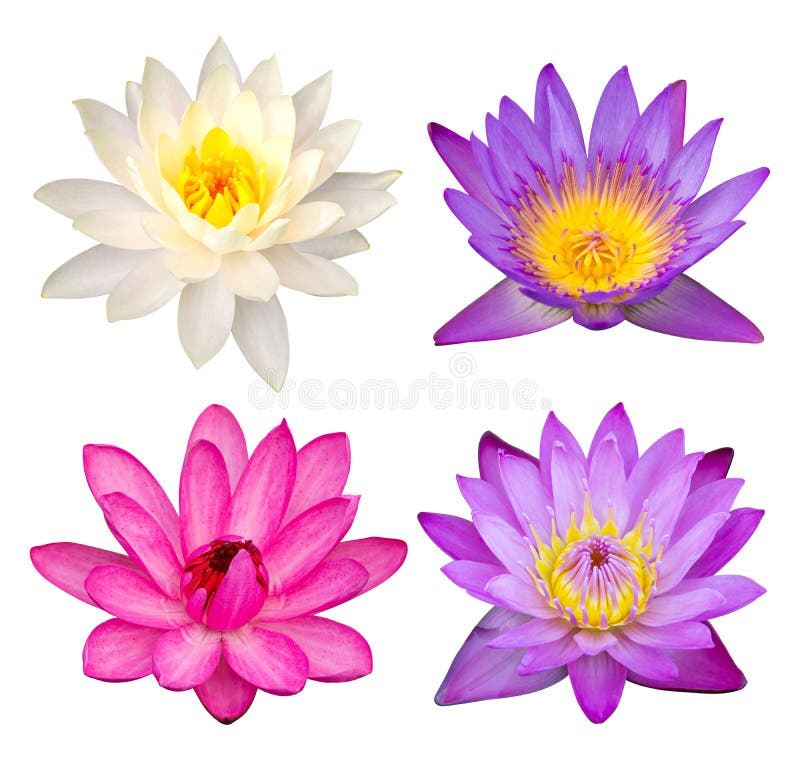 Set of Lotus Flower Isolated on White Stock Photo - Image of flower ...